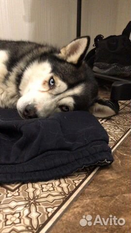 Найдена Собака хаски