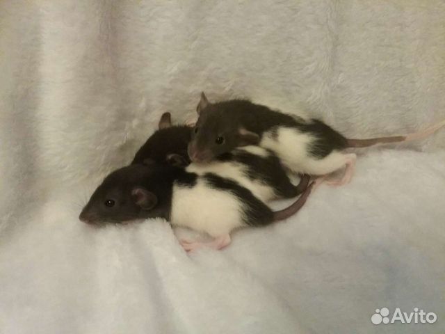 Крысята дамбо