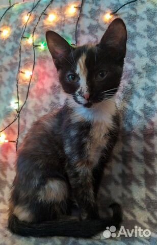 Почти абиссинская кошка