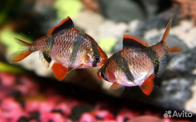 Аквариумные рыбки барбусы