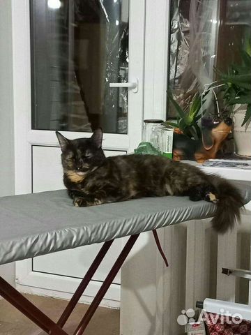 Котенок месяца 3
