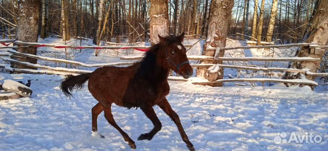 Кобылка 7мес