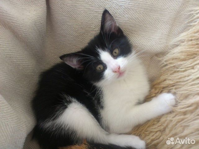 Котенок 3 мес Василиса