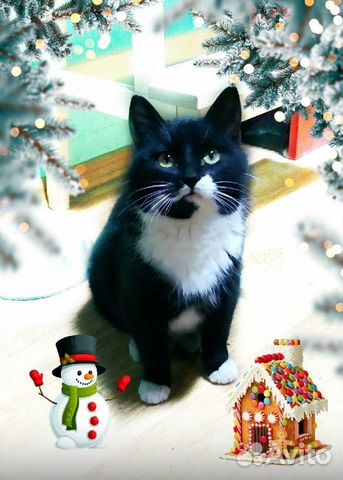 Котенок