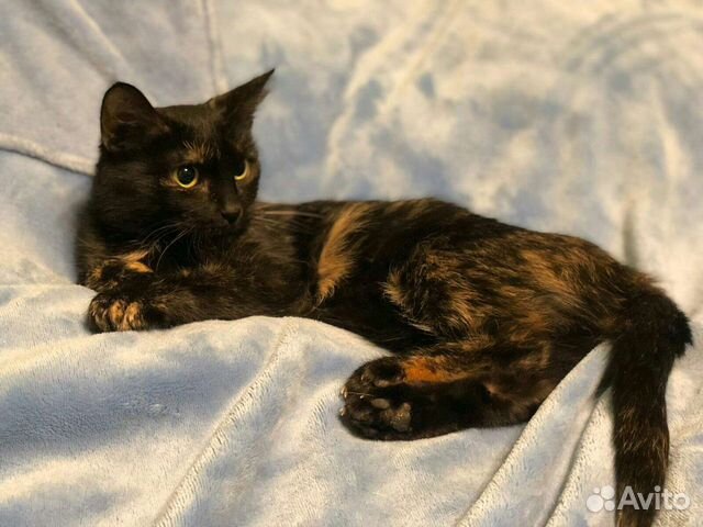 Молодая кошечка Ириска в добрые руки