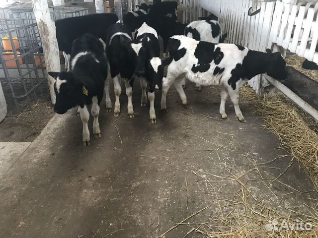 Телята. Бычки