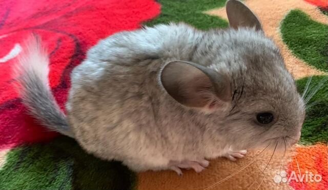 Шиншилла мальчик