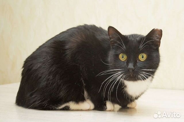 Прекрасная Ева в поисках дома