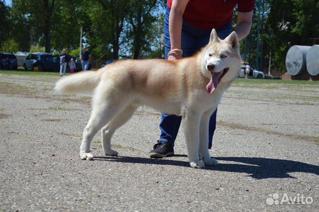 Сибирский хаски ючр вязка