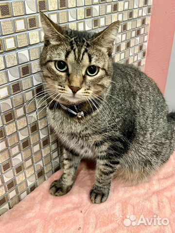 Котик Бруно 2 года ищет дом
