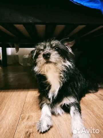 Случка собак