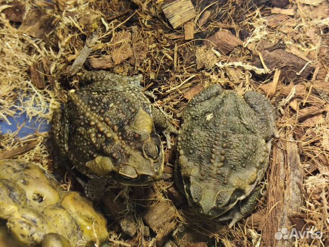 Жаба ага (bufo marinus, rhinella marina)