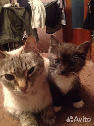 Отдам в добрые руки