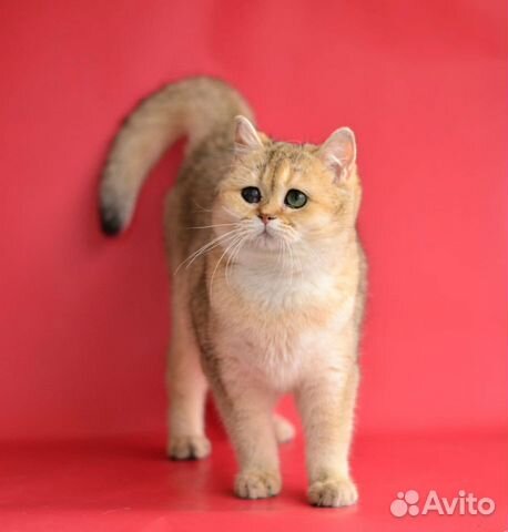 Золотая британская девочка,8 мес