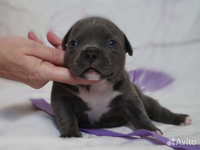 Микро булли. Родители Китай