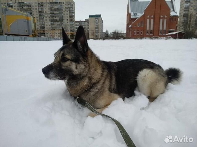 Умнейший пёс в поисках дома