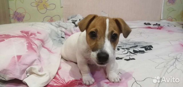 Щенок джек Рассел терьер