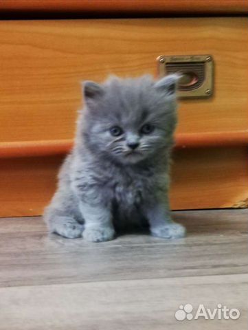 Неперсидская, хайленд поинт фолд