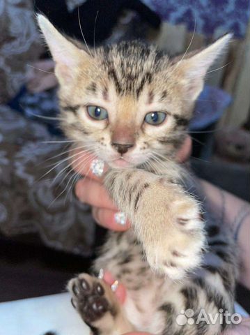 Девочка тигруля