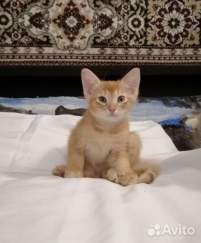 Котенок абиссинский метис