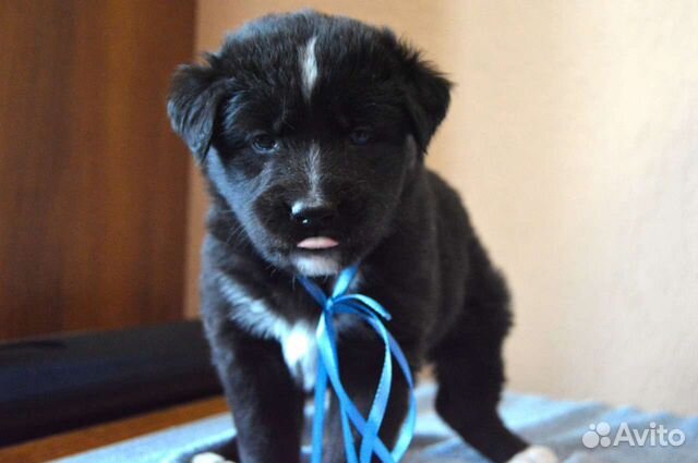 Якутская лайка