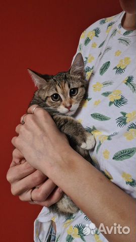 Котенок трехцветный девочка 3 мес приучена к лотку