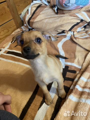 Шенок той терьер