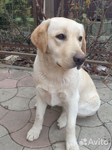 Щенки лабрадора палевые