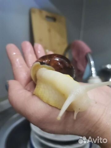 Продам улиток