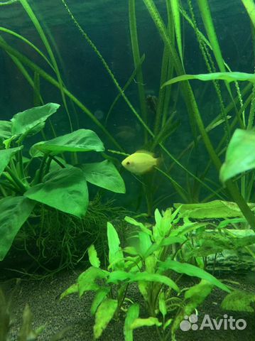 Медовый гурами