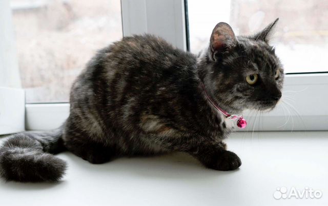 Кошки породистые бесплатно