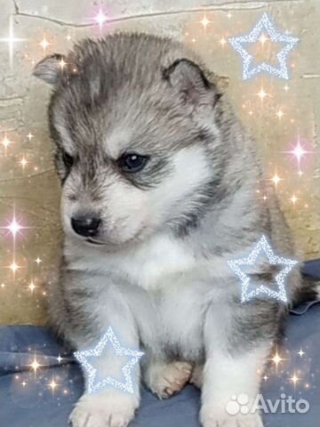 Очаровательный малыш хаски