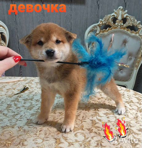 Щенки сиба ину