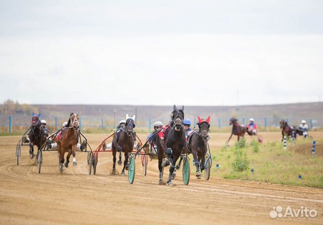 Продажа лошадей рысистых породы,разных возврастов