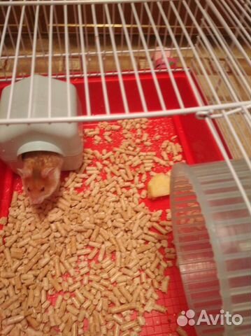 Хомяк с клеткой