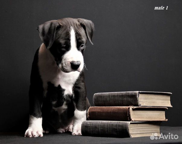 Очень красивые щенки амстаффа