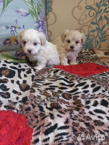 Девочки болоночки