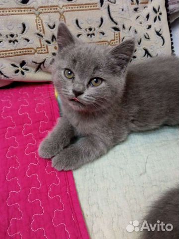 Британские котята