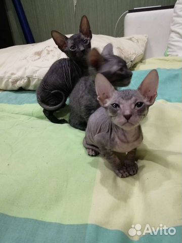 Донской сфинкс котята