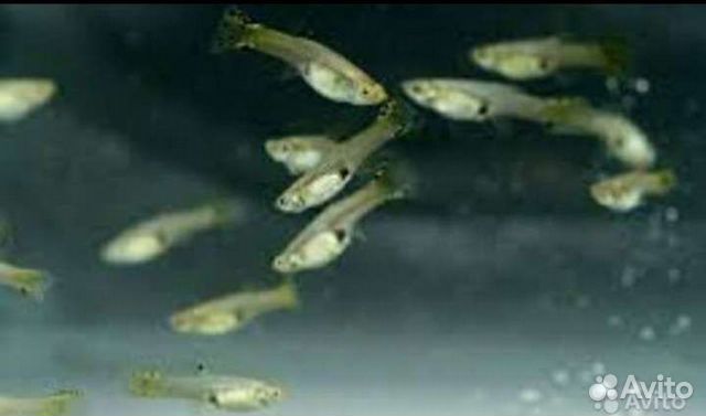 Гуппи самки