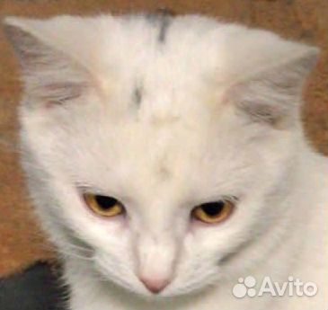 Белый котенок - белая кошка Айна, 8 мес, привита