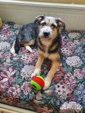 Идеальная щенок Феня,6 мес будет небольшая