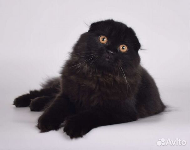 Роскошные черные котята