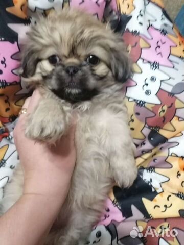 Щенок пекинеса (девочка)