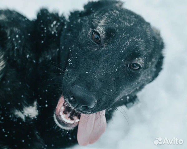 Щенки редкой красоты, тигрули