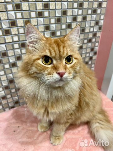 Котик Майло 1,5 года