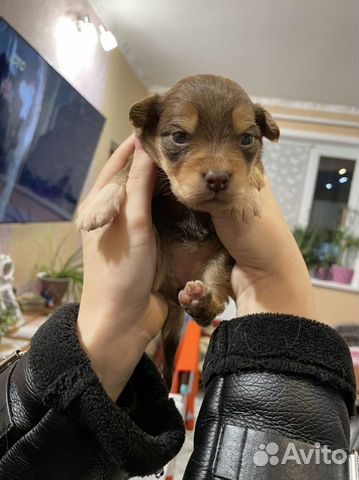 Маленькие собачки в добрые руки