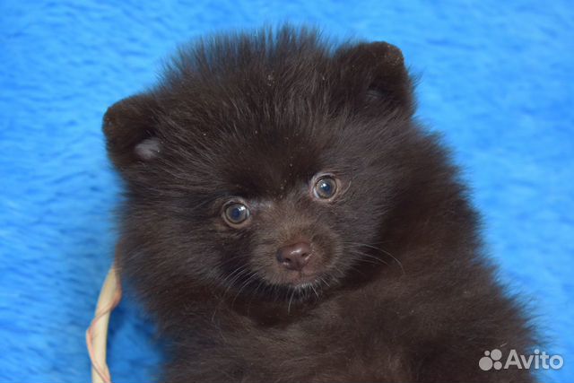 Шпиц - сладкое под елочку