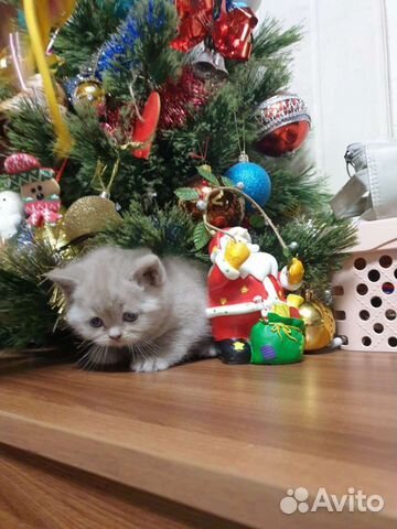 Британские котята