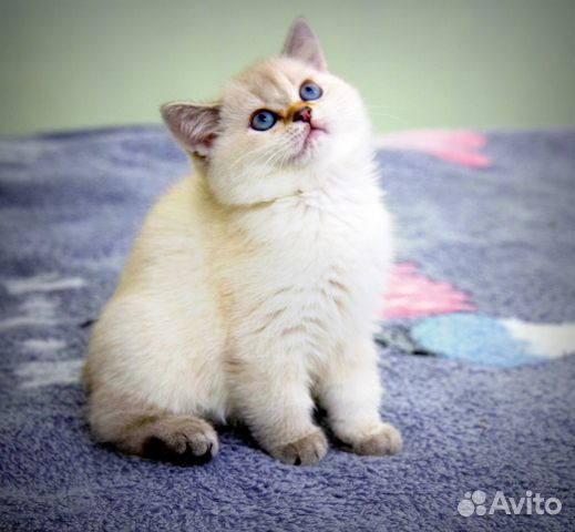 Британский котенок мальчик колор-пойнт золото